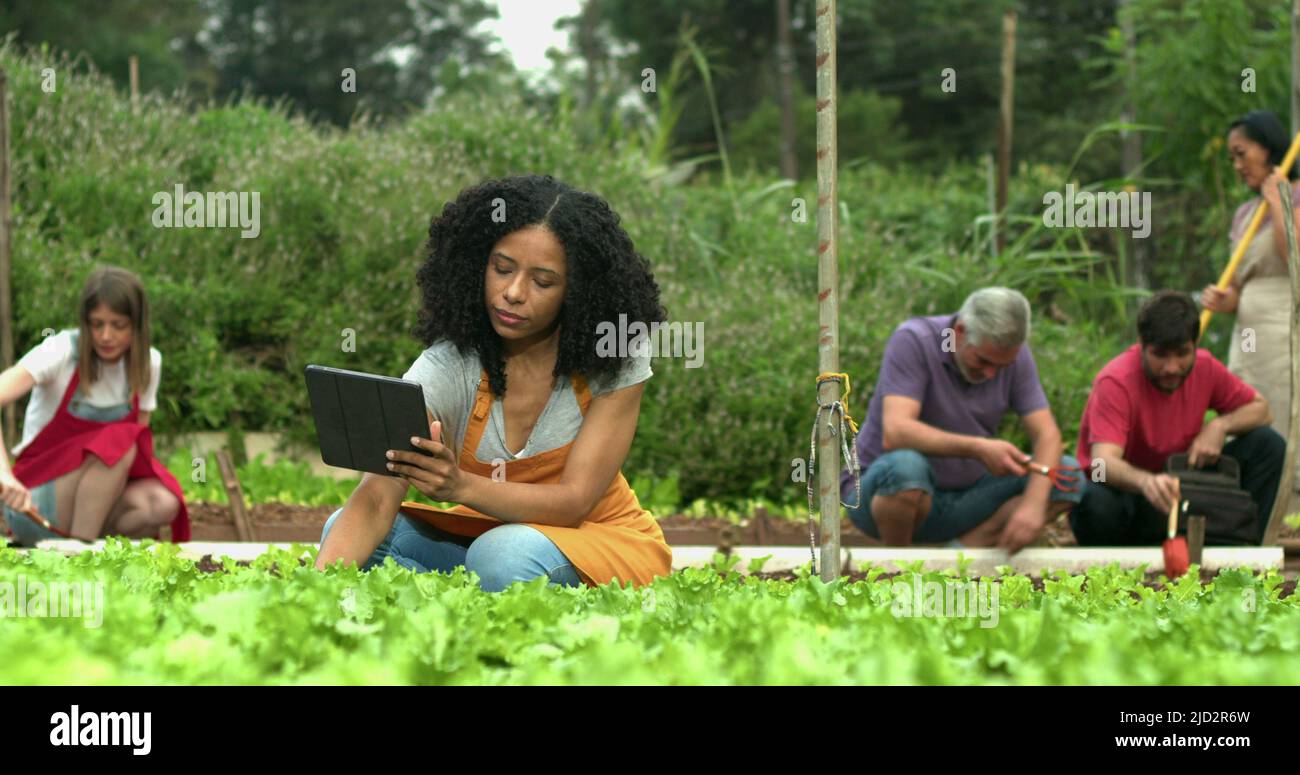 People growing communitarian agriculture at small farm. Person using ...