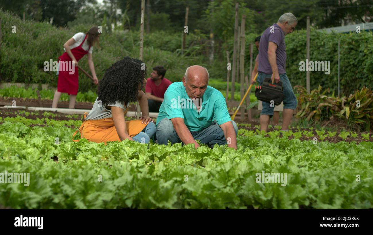 Community farming. People growing organic lettuces and vegetables in ...