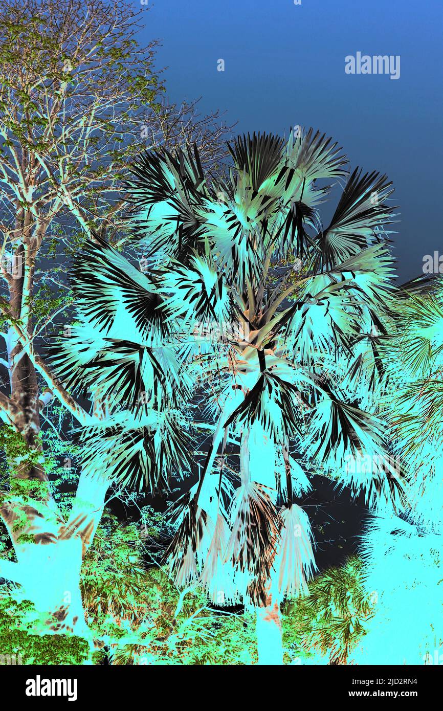 Beautiful tropical palm trees growing in the meadow in a color film ...