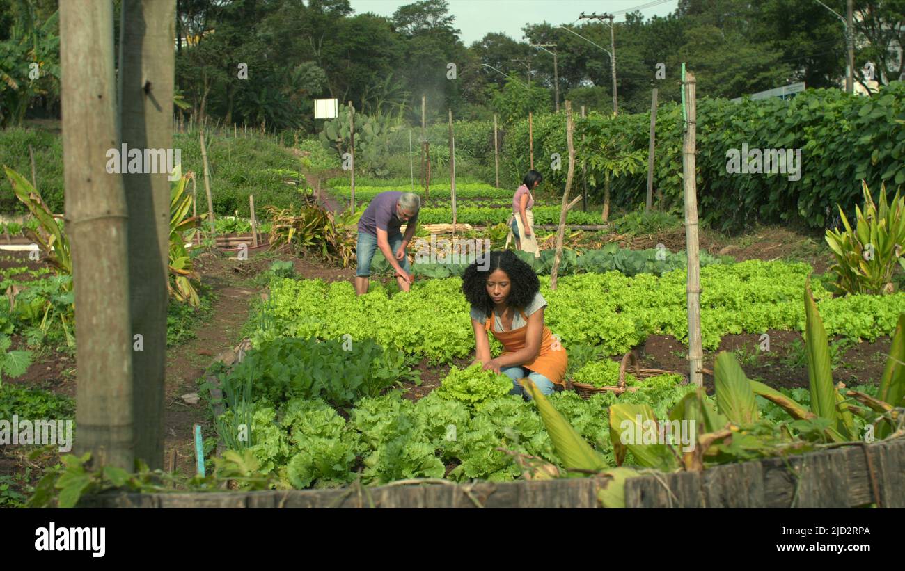 People working at community farm. Small urban farming. Group of people ...