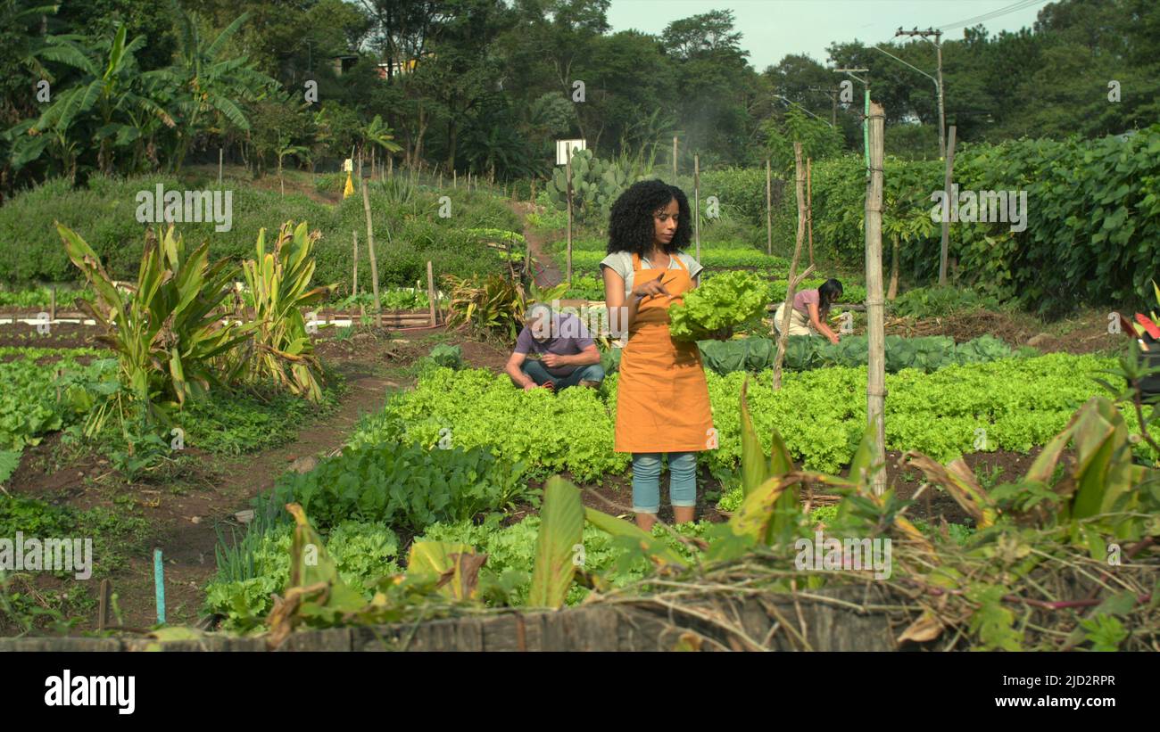 People working at community farm. Small urban farming. Group of people ...