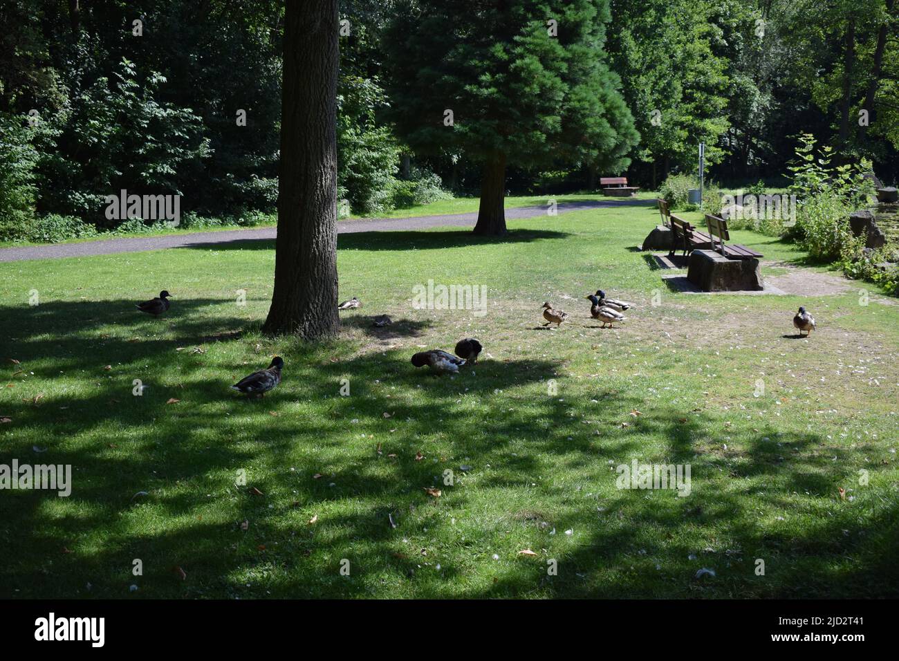ducks on the lawn Stock Photo - Alamy