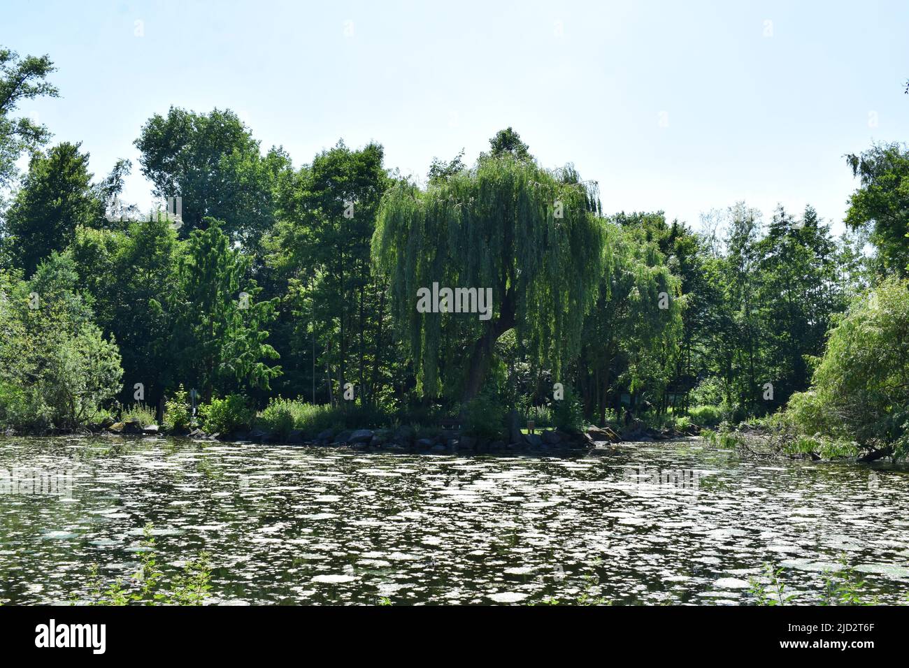 pond in a park reclaimed by wildlife Stock Photo - Alamy