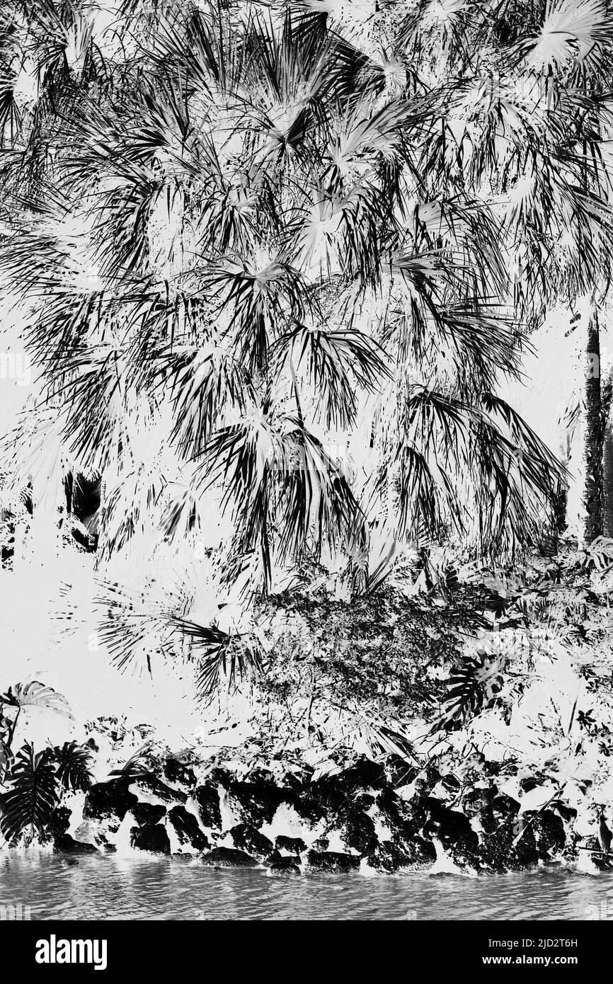 Beautiful tropical palm trees growing in the meadow in high contrast ...