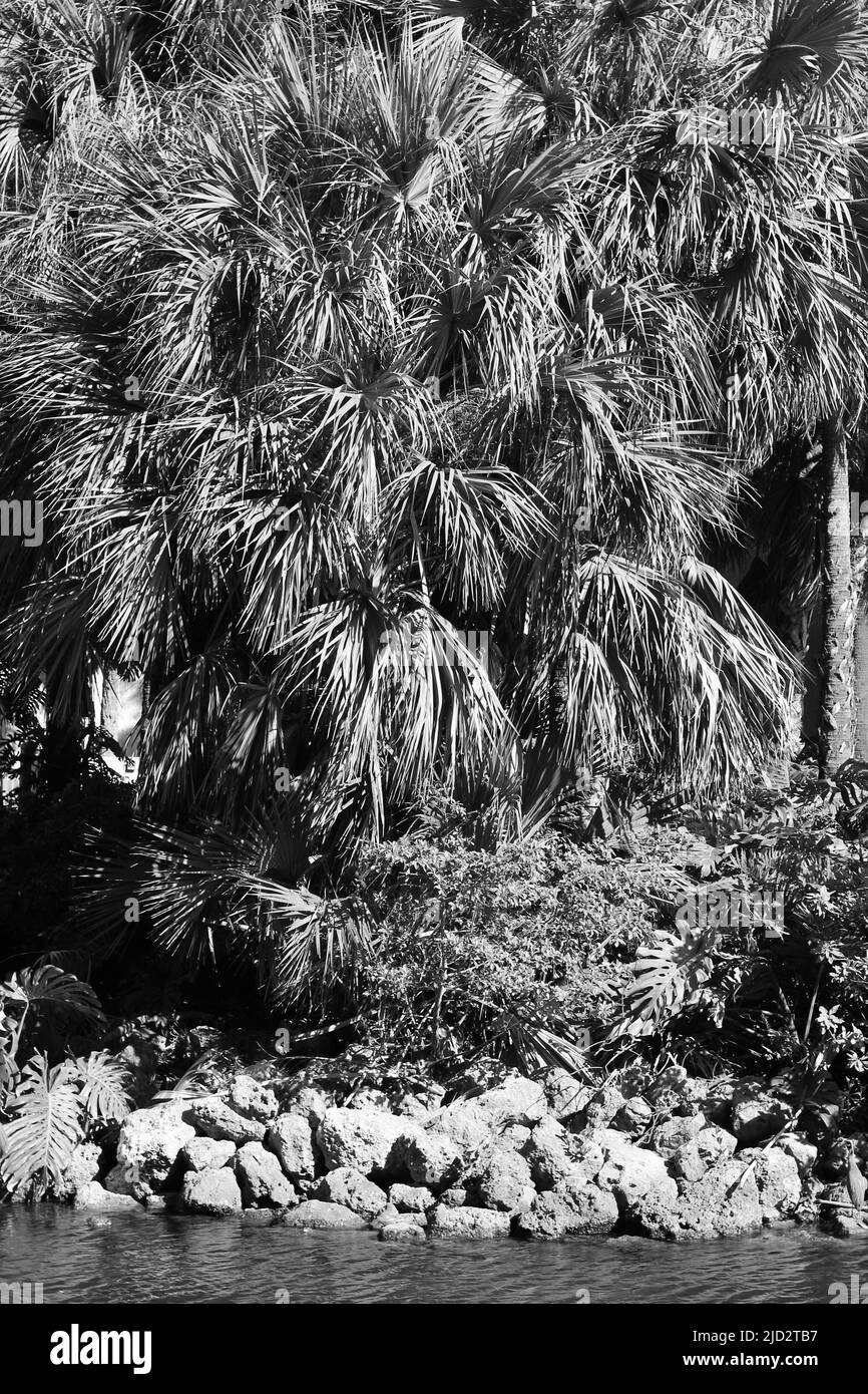 Beautiful tropical palm trees growing in the meadow in black and white ...