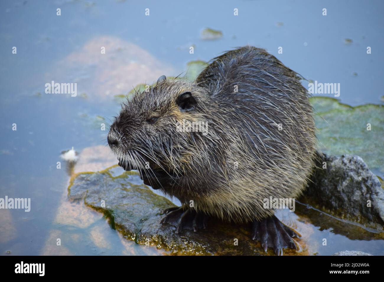 Nutria at a pond Stock Photo - Alamy
