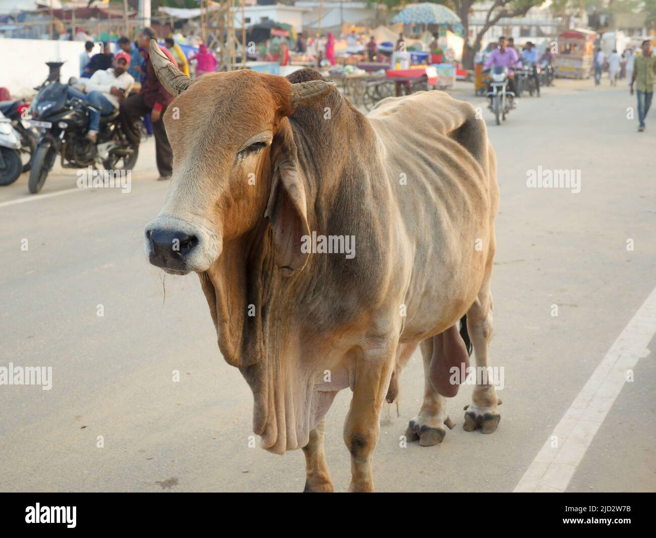 Old cow road hi-res stock photography and images - Alamy