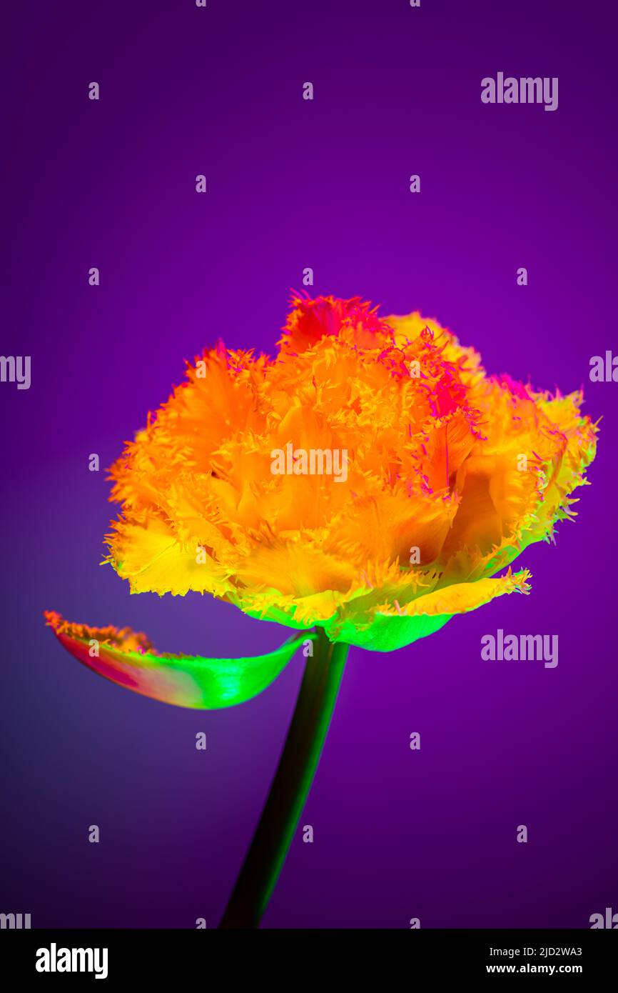 Closeup shot of one flowers over dark background in neon light. Concept ...