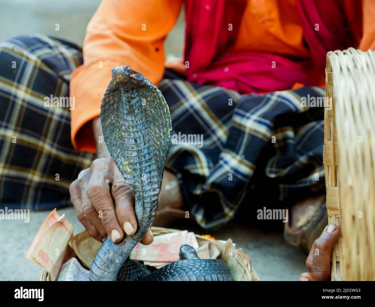 Pushkar, Rajasthan India - November 04, 2019 : Snake Charmer showing ...