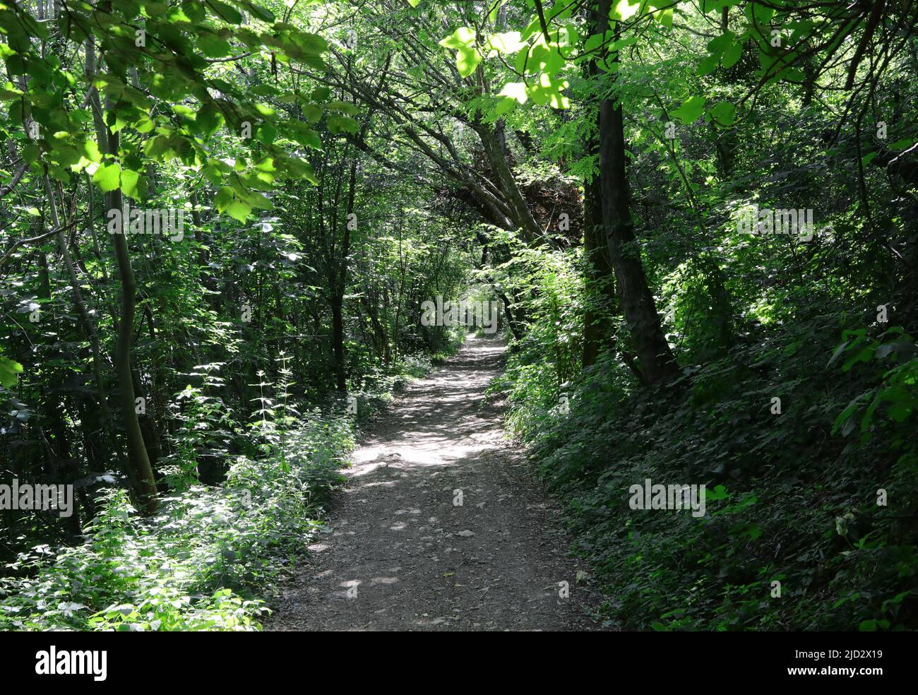 stone path in the middle of the trees in the woods without people in ...