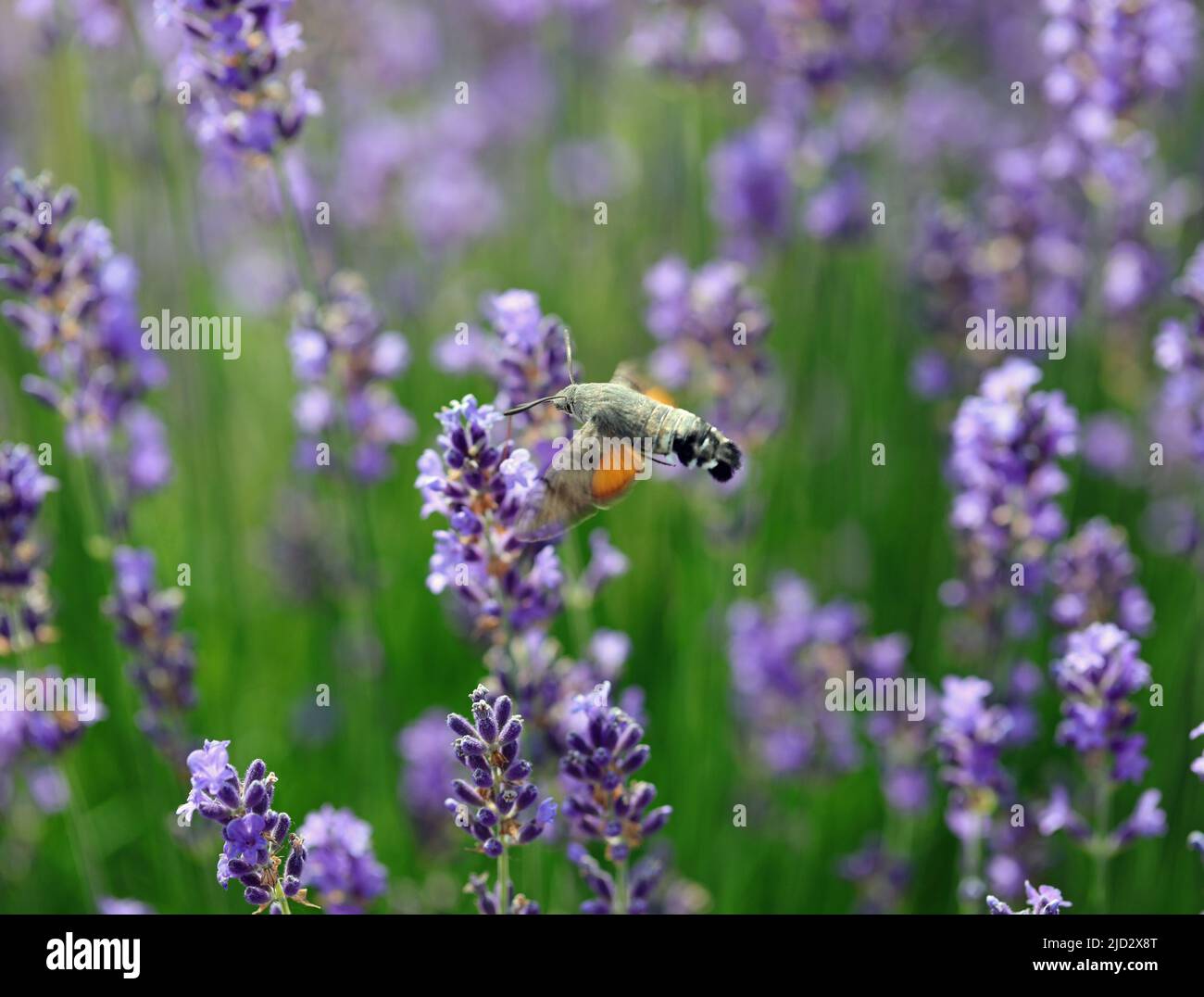 hummingbird hawk-moth also called sphinx moth is an insect on the ...