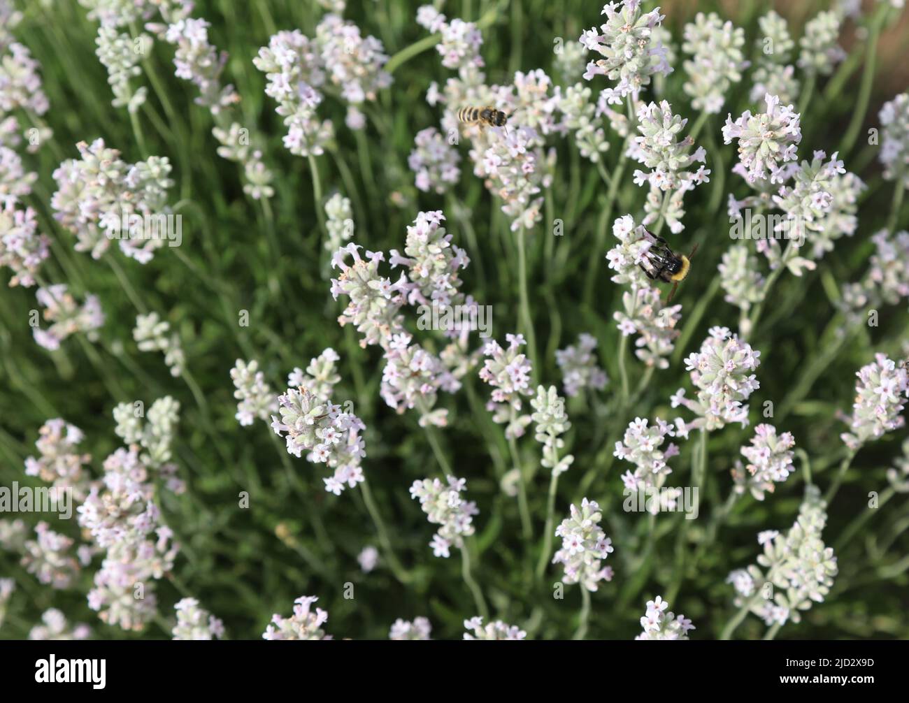 Lavanda inglese hi-res stock photography and images - Alamy