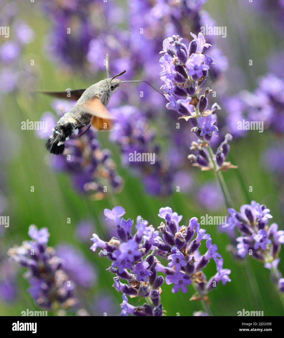 insect called hummingbird hawk moth while sucking nectar from the ...