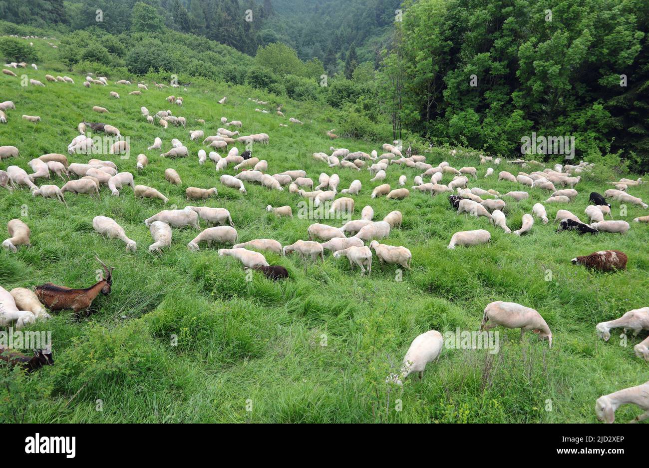 flock with white shorn sheep without fleece after shearing and some ...