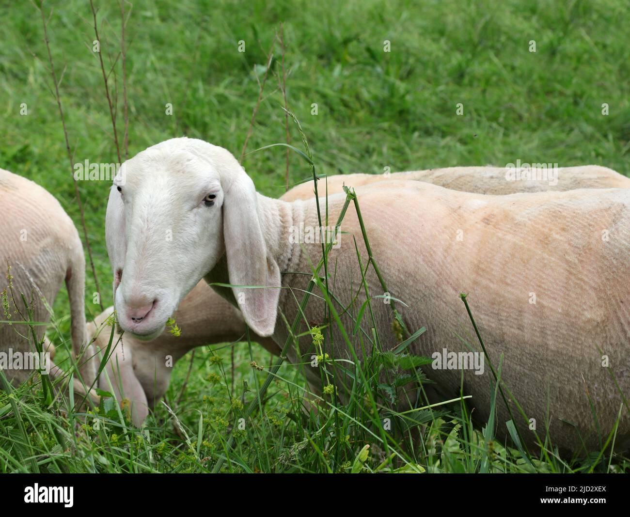 Muzzle of a White Sheared Sheep that while grazing the green grass of ...