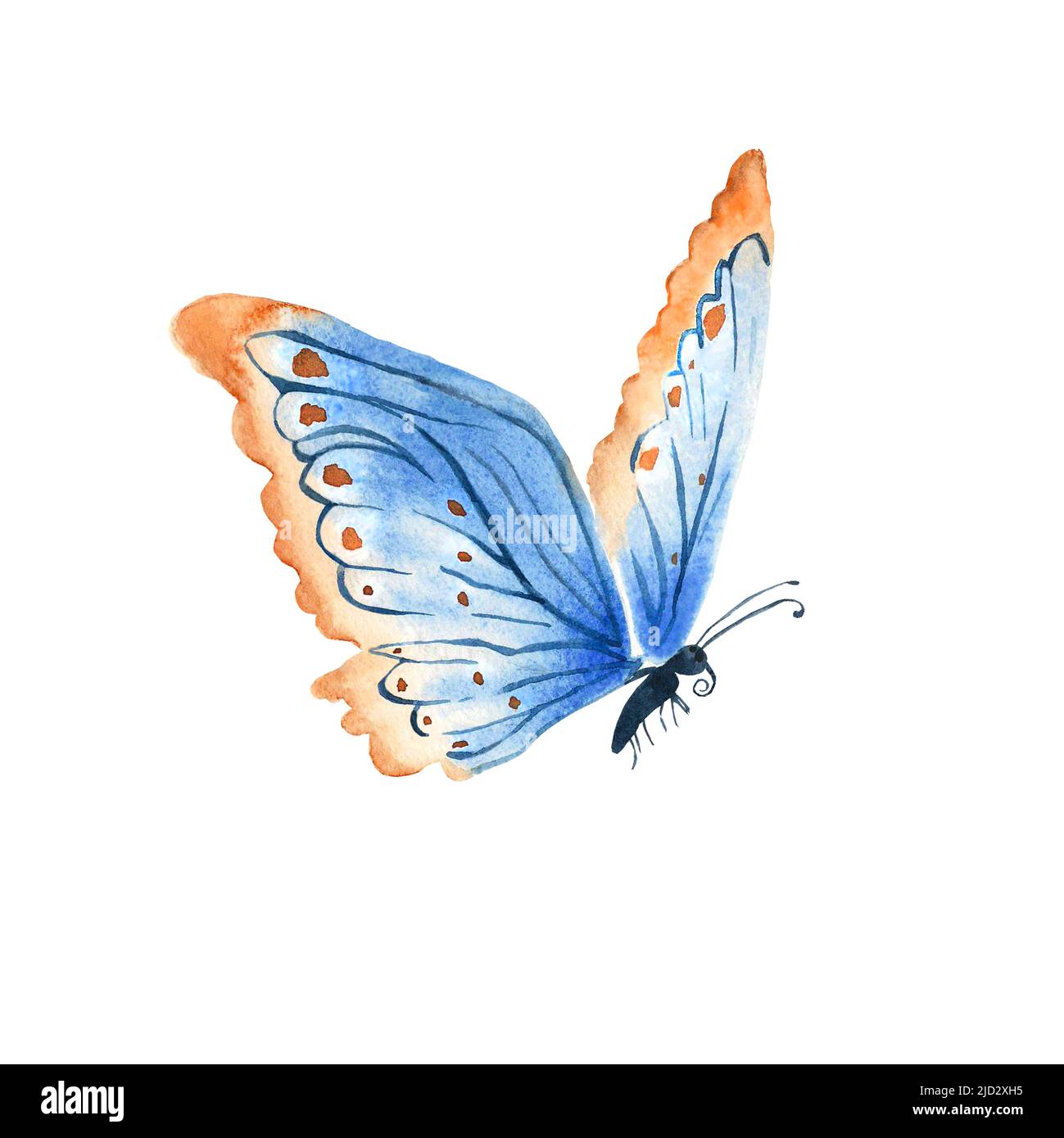 Blue orange butterfly isolated on white background. watercolor hand ...