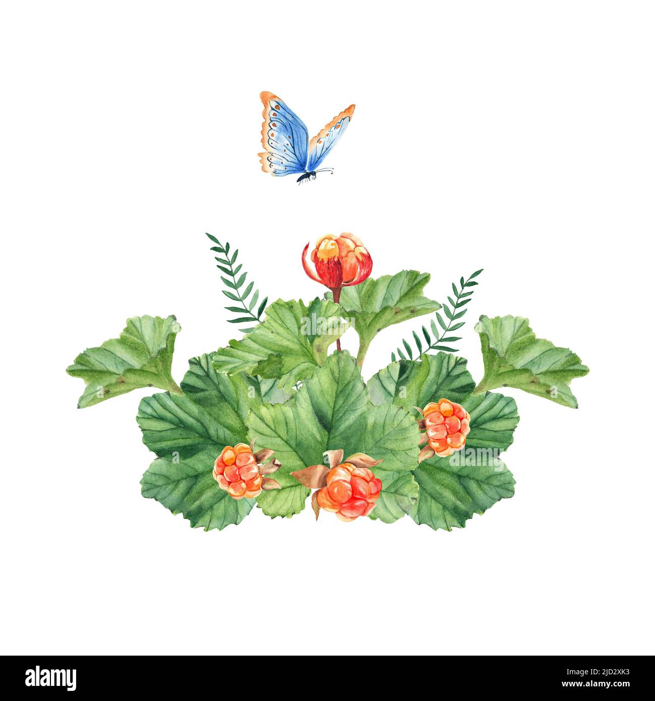 Cloudberry compositions set. Forest miniature. Golden juicy berries ...