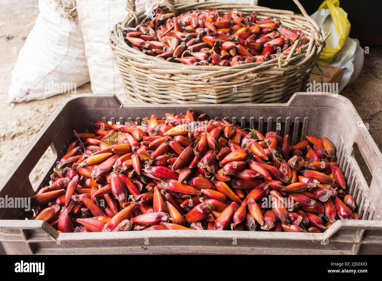 Araucaria pine nuts (pinhao) for sale in Sao Francisco de Paula ...