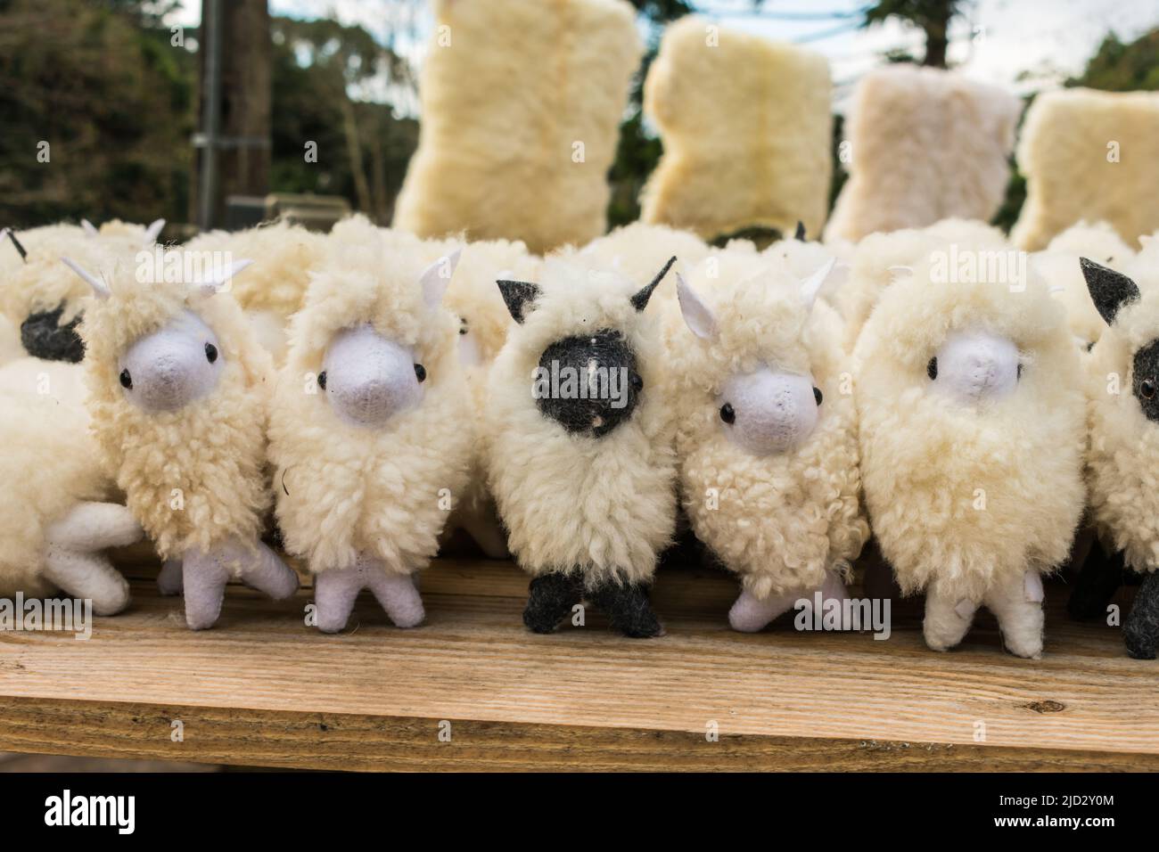 Teddy bear sheep hi-res stock photography and images - Alamy