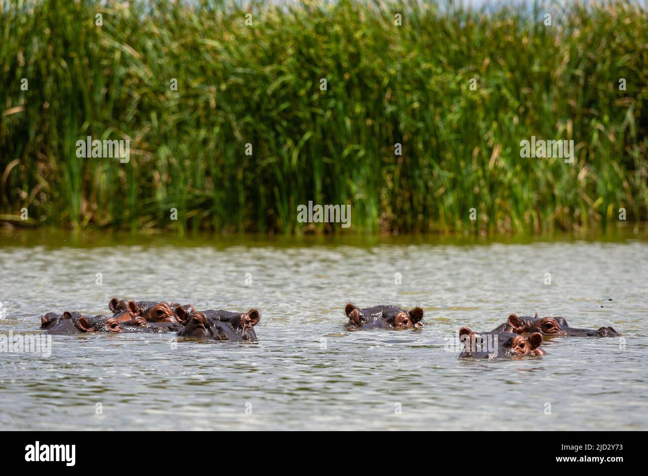 Hippopotamus (Hippopotamus amphibius), Lake Jipe, Tsavo West National ...