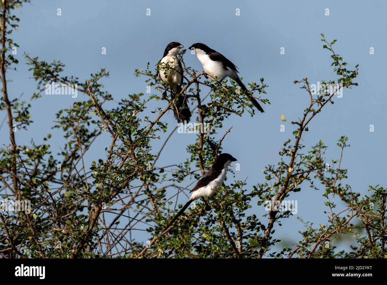 Long-tailed fiscal (Lanius cabanisi), Lualenyi, Tsavo Conservation Area ...