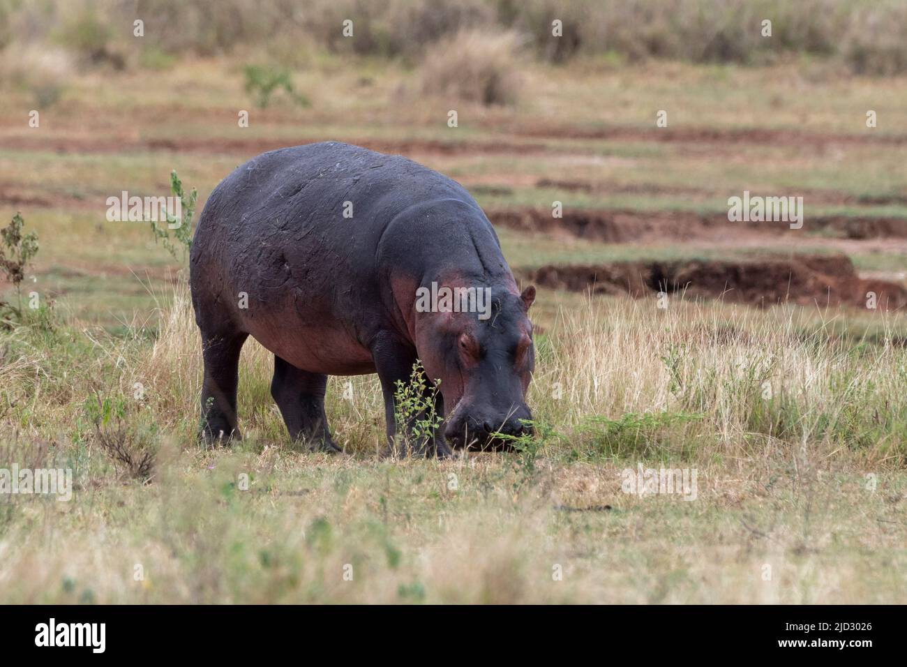 Hippopotamus (Hippopotamus amphibius), Lake Jipe, Tsavo West National ...