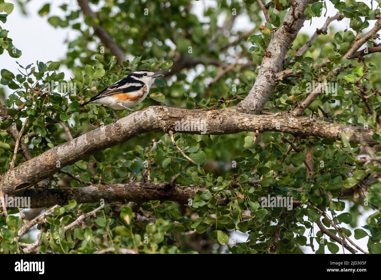Nilaus afer hi-res stock photography and images - Alamy