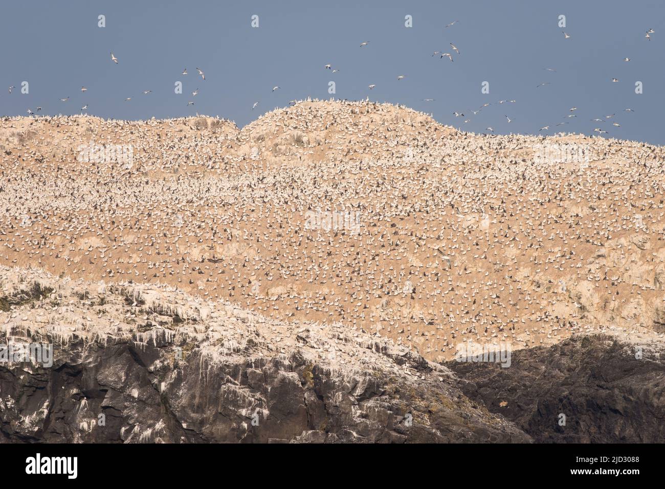 Gannet (Sula bassana) colony on Grassholm Island, Wales, UK Stock Photo ...