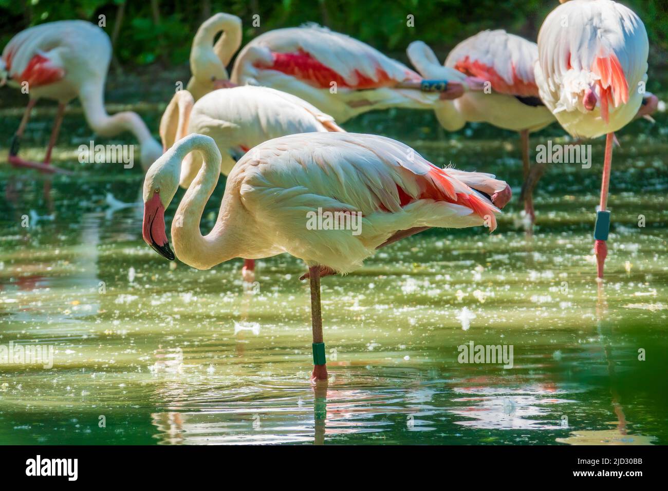 Flock of pink flamingo standing in the pond Stock Photo - Alamy