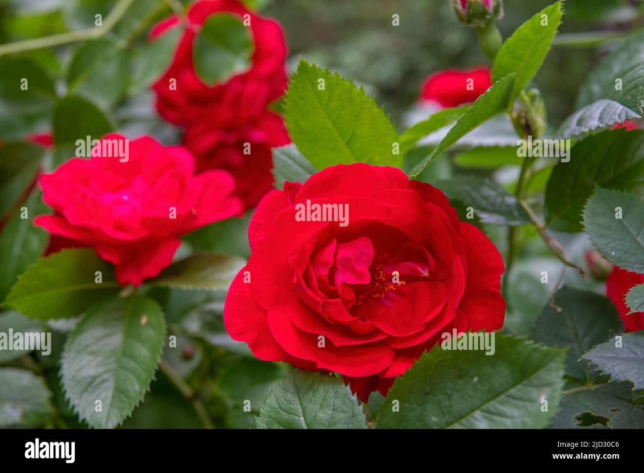 Red rose flowers in hi-res stock photography and images - Alamy