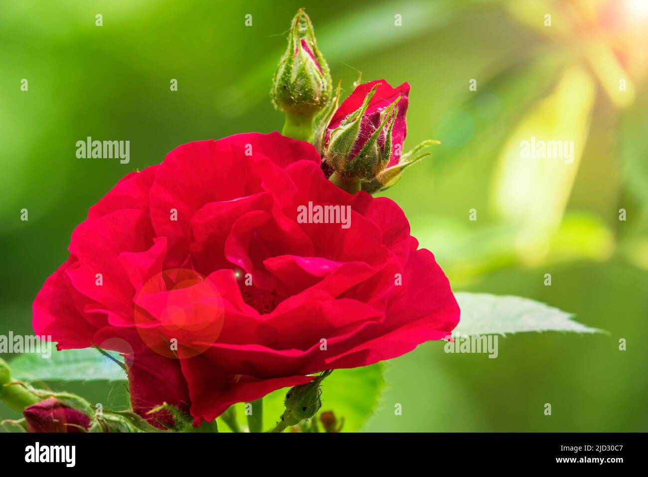 Beautiful red rose and rosebuds in the sunny garden Stock Photo - Alamy