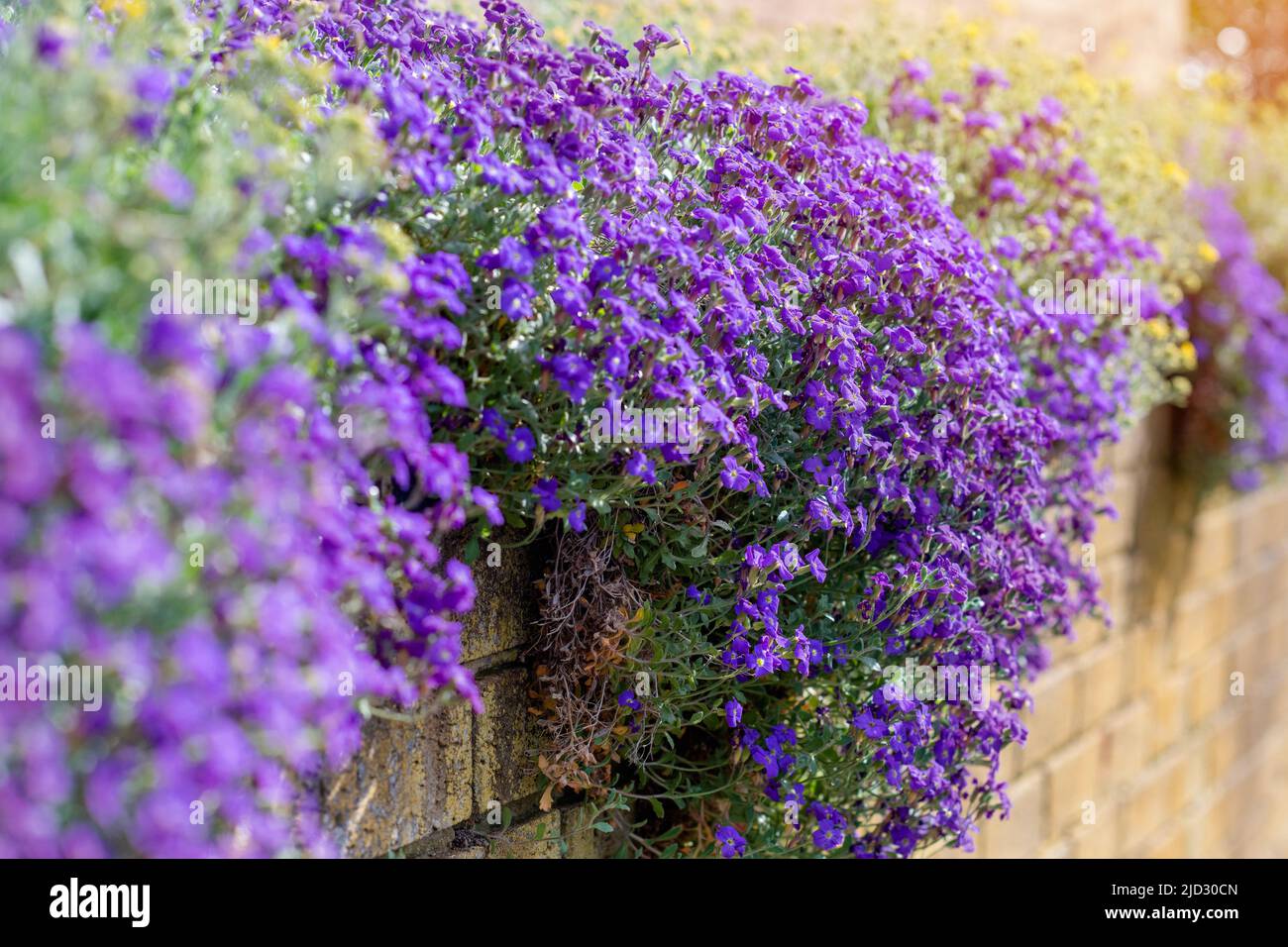Decorate spring purple flowers aubrieta hi-res stock photography and ...