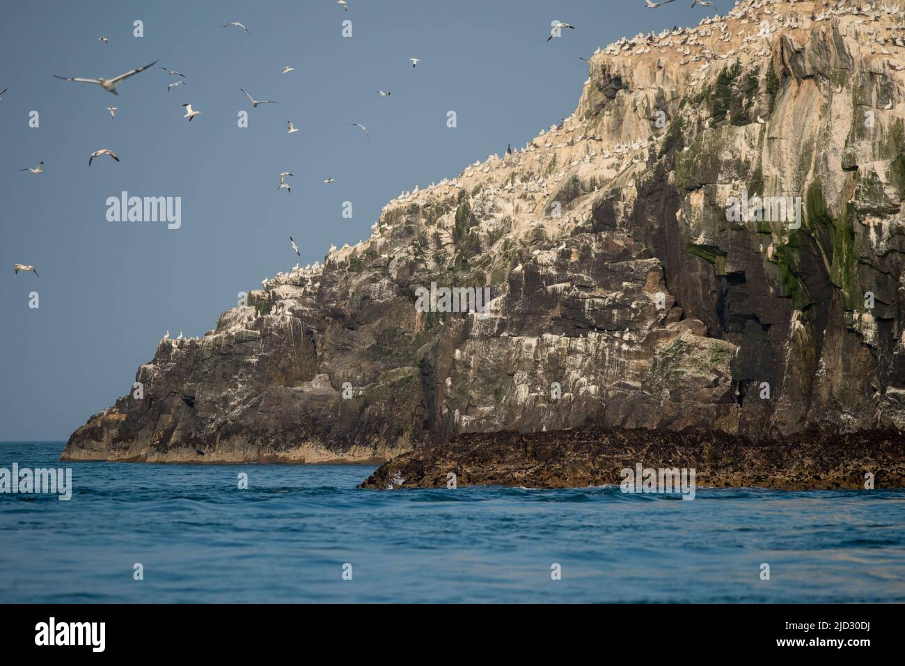 Gannet (Sula bassana) colony on Grassholm Island, Wales, UK Stock Photo ...
