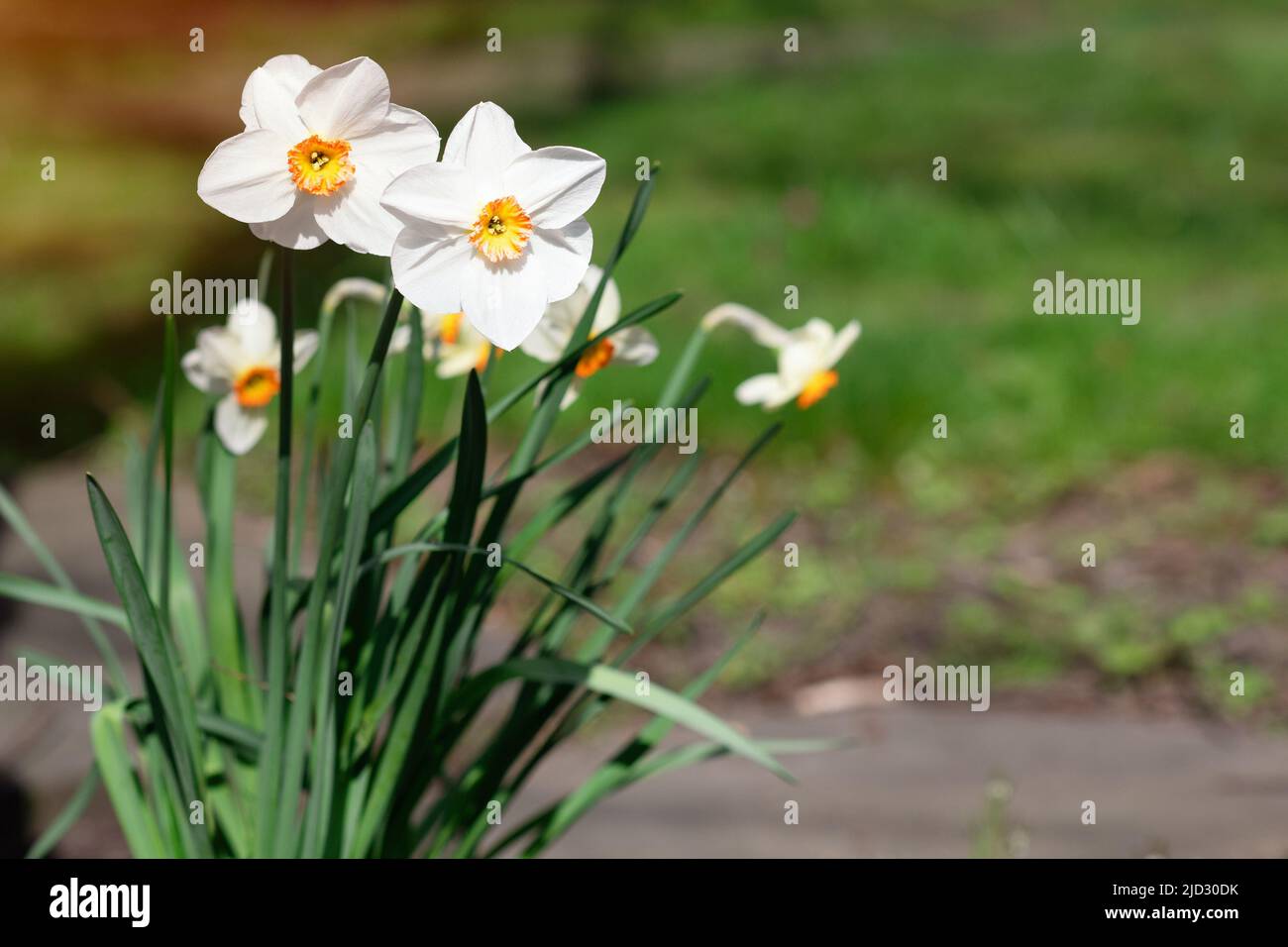 Amazing white Daffodils flowers on sunny spring day. The high quality ...