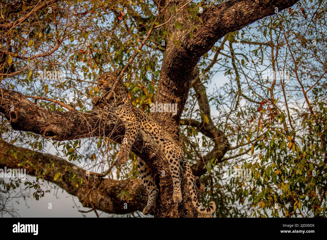 Leopard laying in a tree in the Kruger National Park, South Africa ...
