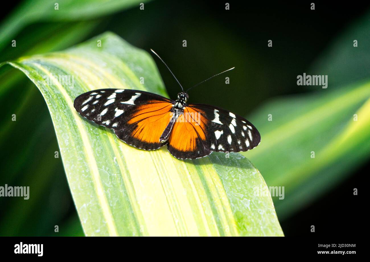 monarch butterfly Calgary Zoo Alberta Stock Photo - Alamy