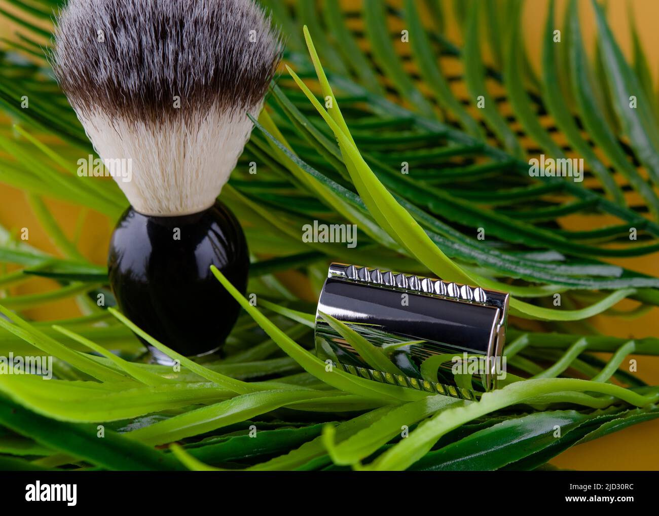 Shaving brush palm hi-res stock photography and images - Alamy
