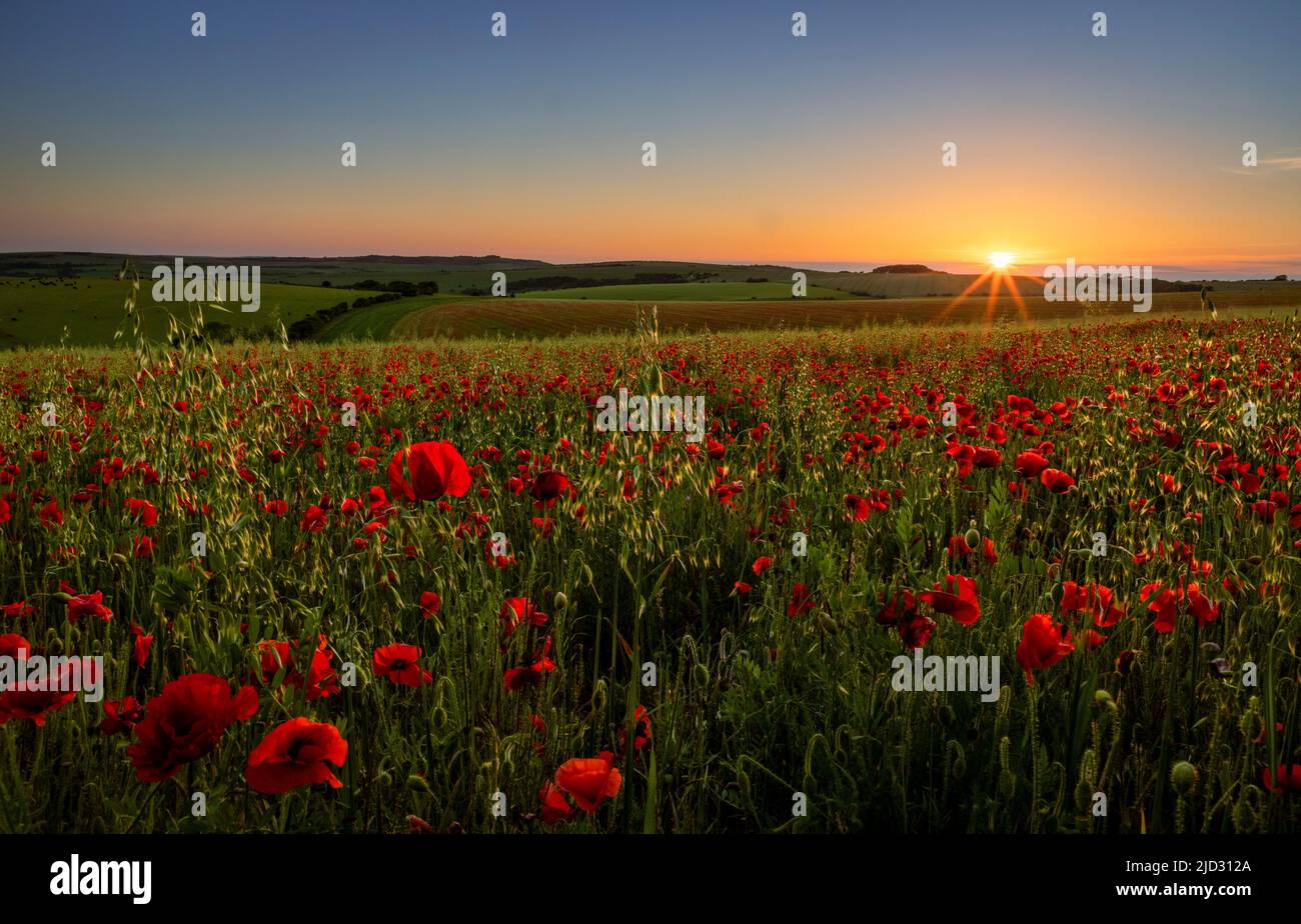 June Poppy sunset over the south downs along Ditchling road east Sussex ...