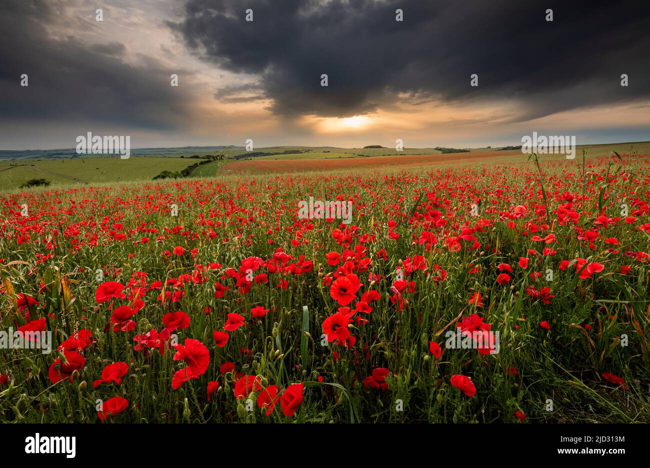 June Poppy sunset over the south downs along Ditchling road east Sussex ...