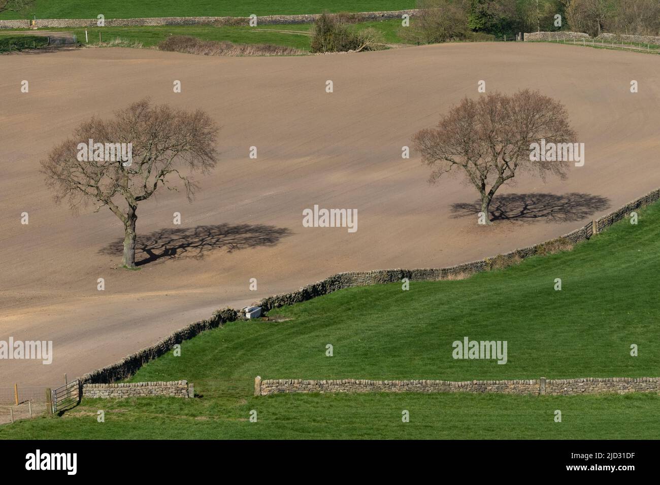 Two English oak trees growing in a barren field in Baildon, Yorkshire ...