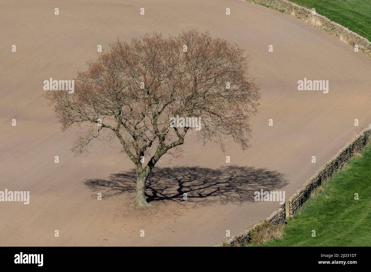 A single oak tree in a brown field. The sunlight allows a tree shadow ...