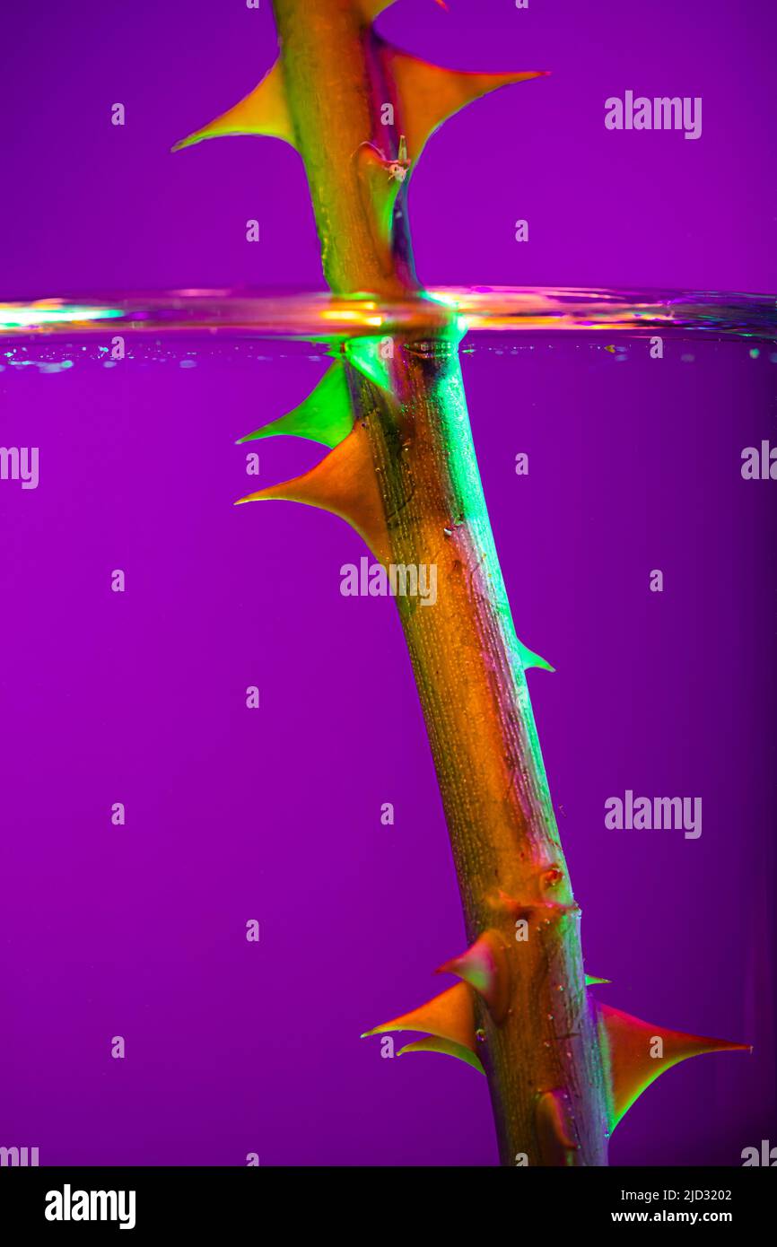 Closeup rose stem with thorns in clear water over purple background in ...