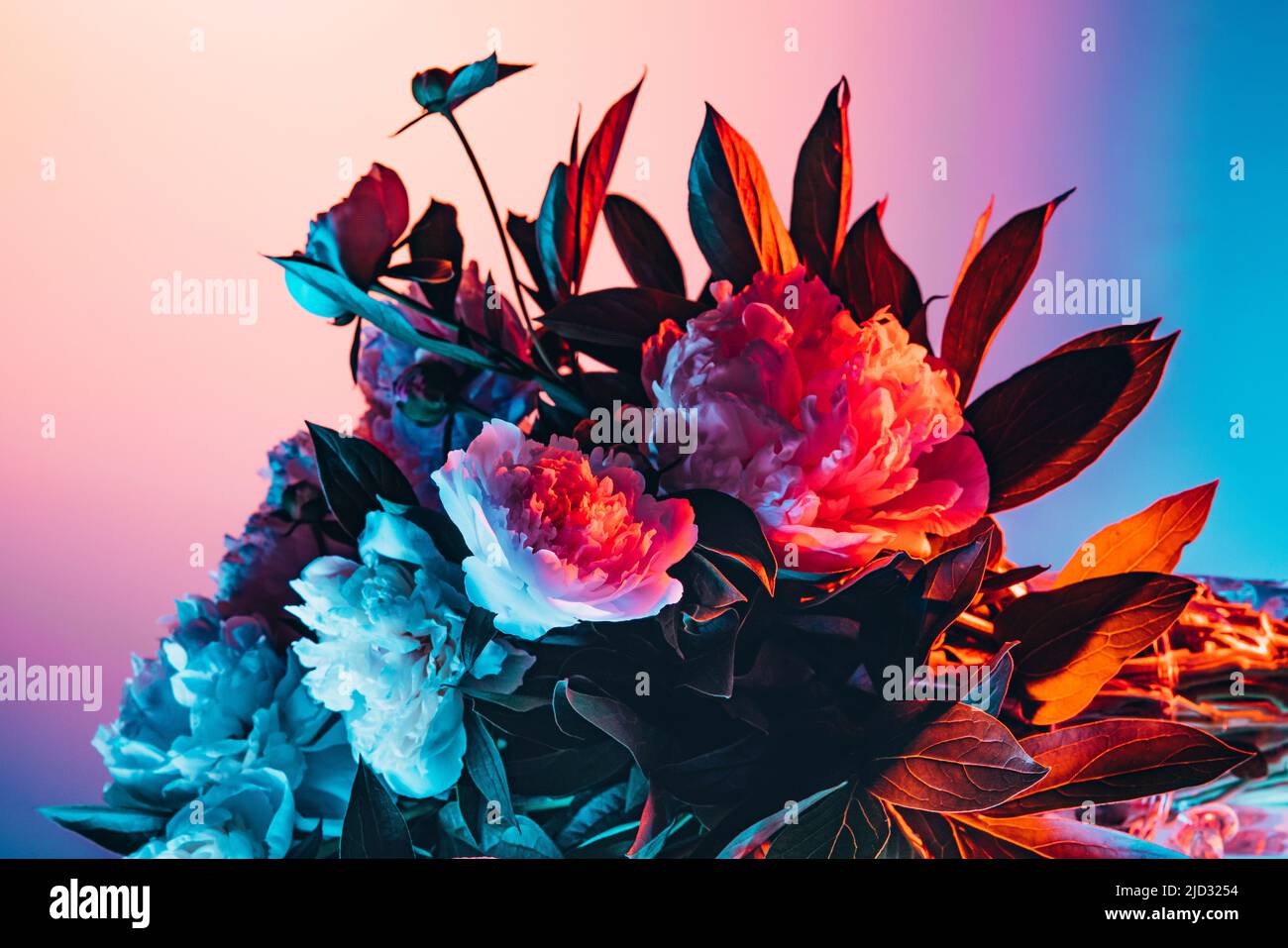 Flowers for beloved woman. Creative floral composition, gerberas, roses ...