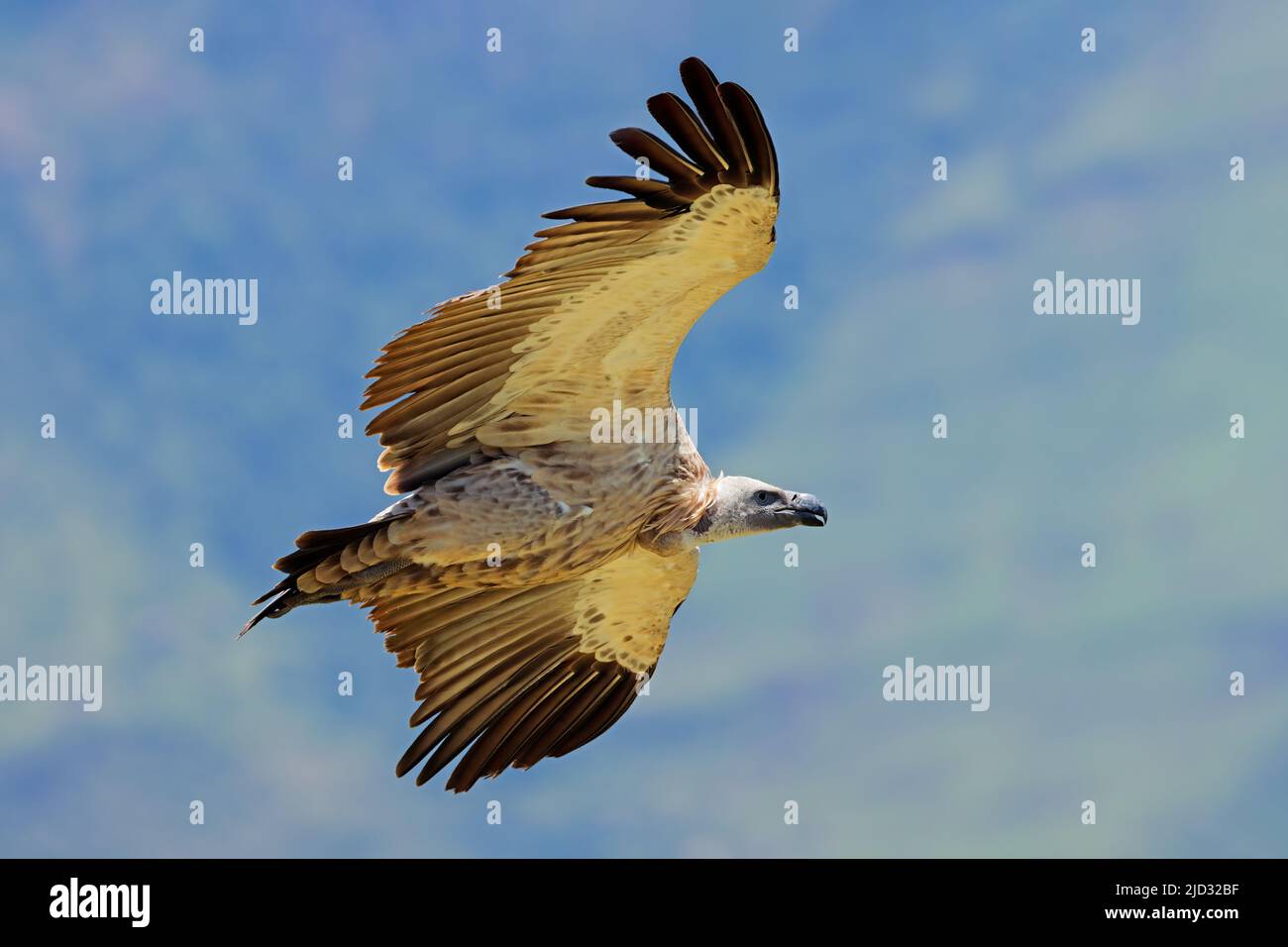Vulture habitat hi-res stock photography and images - Alamy