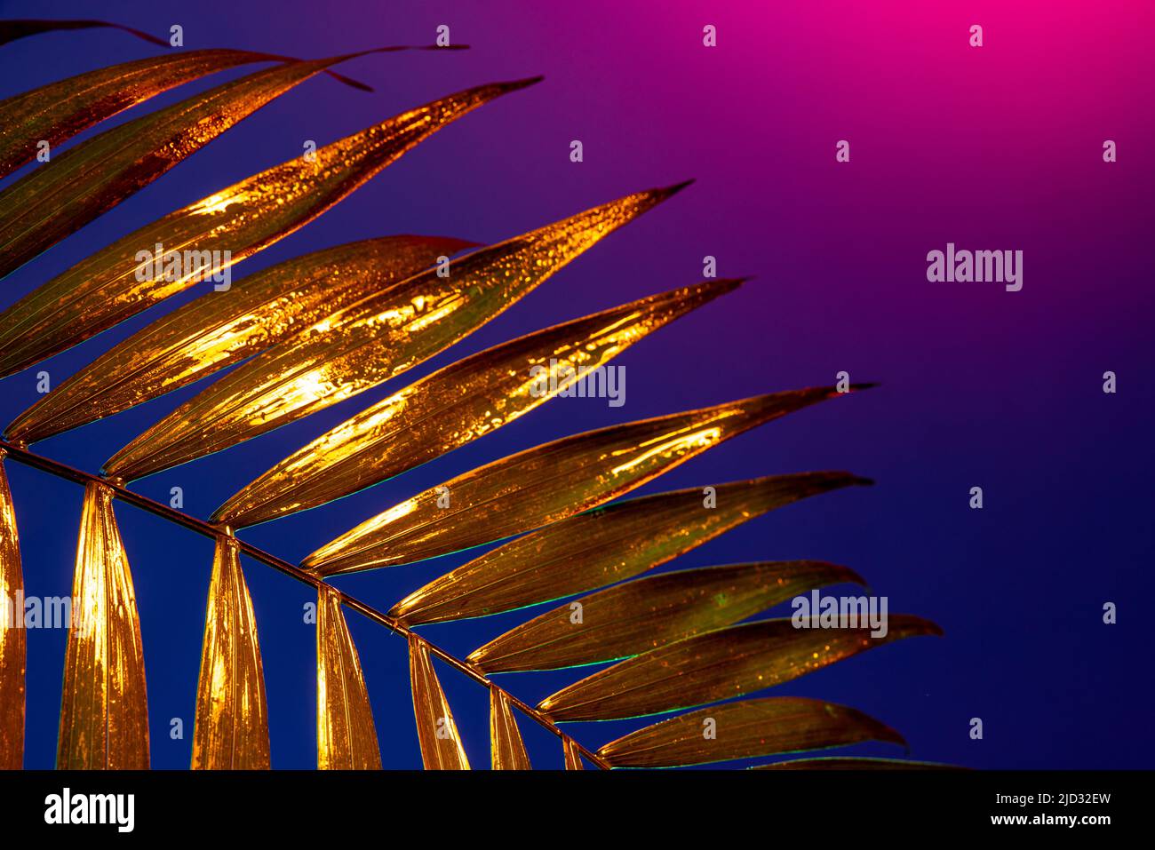 Closeup golden tropical palm leaf over pink-purple background in neon ...