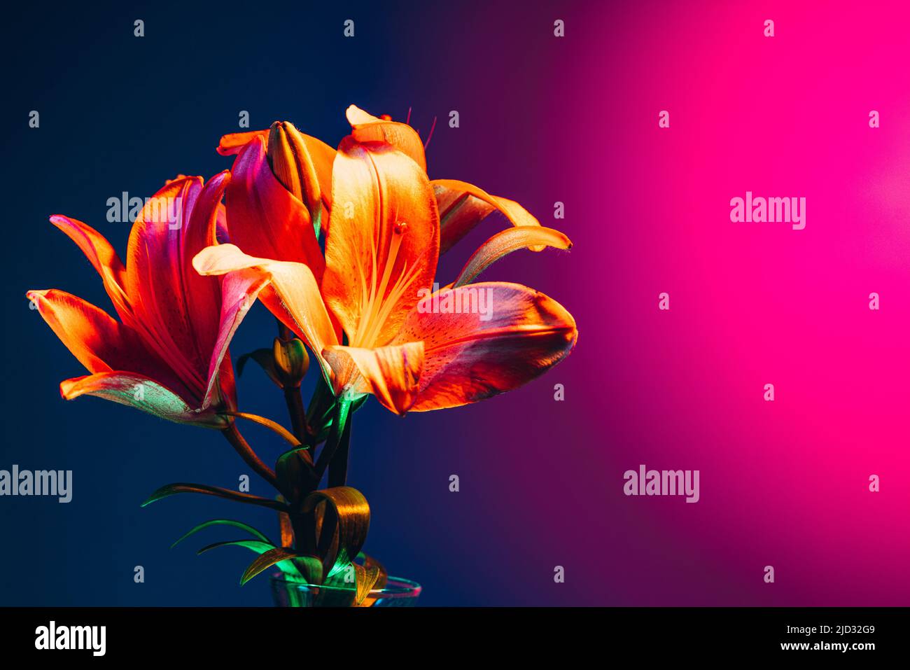 Neon Flower Backgrounds