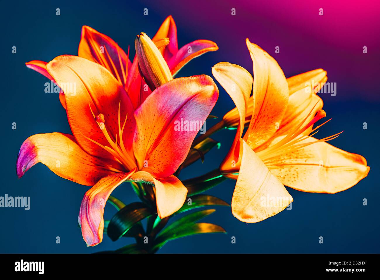 Big lily flowers, adorable floral composition isolated over dark blue ...
