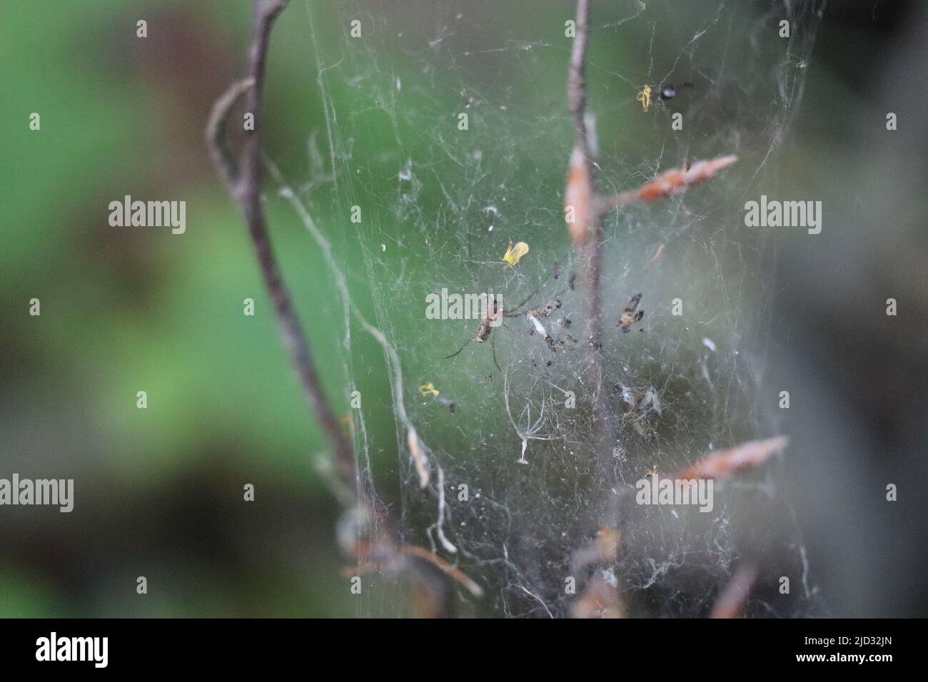 Pygmy spider hi-res stock photography and images - Alamy
