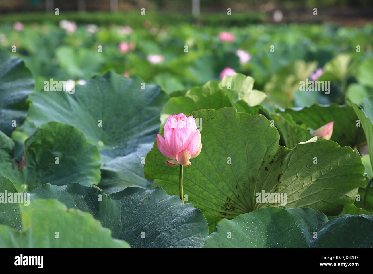 amazing scenery of colorful Lotus flowers,beautiful Lotus flowers ...