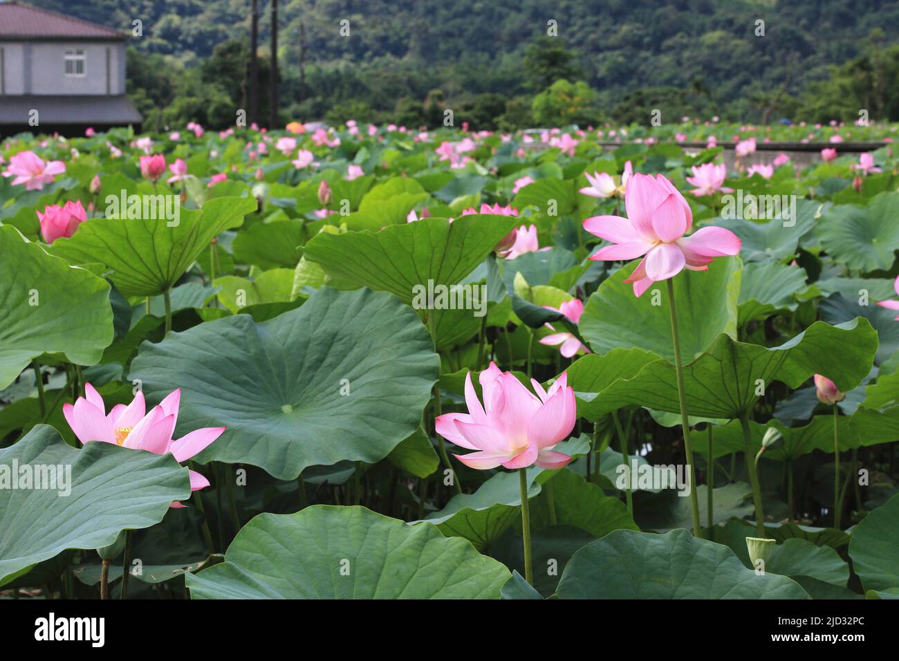 amazing scenery of colorful Lotus flowers,beautiful Lotus flowers ...